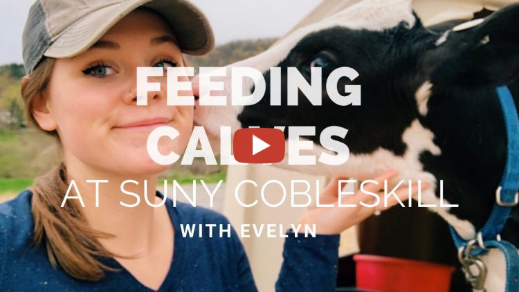 Nyfarmgirls -- Feeding Calves at SUNY Cobleskill w/ Evelyn - Currently ...
