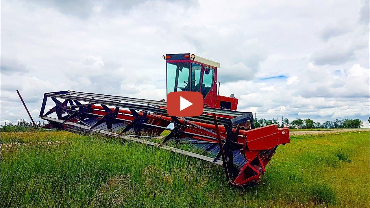 First hay cutting of 2020 with a International 4000 windrower and the ...