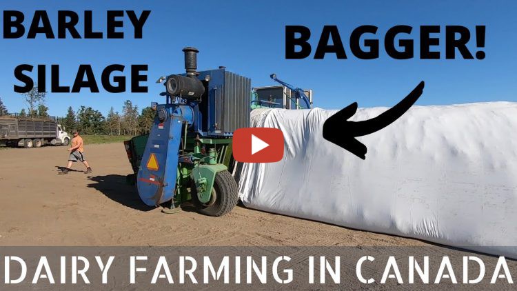 Bagging Barley Silage! - I went to a friends dairy and trucked some ...