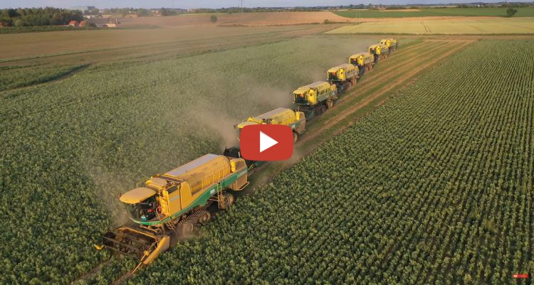 Marsh bean harvest in France with 7 PLOEGER harvesters -- Seb-Agri