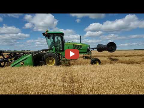 Swathing Winter Wheat 2020 -Swathing winter wheat is done primarily in ...