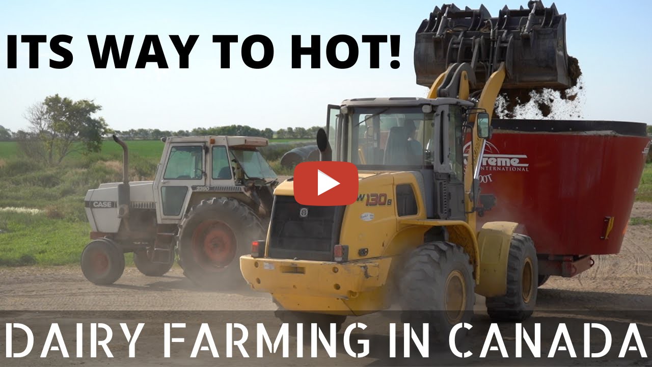 Dairy Farming In Extreme Heat! Feeding the cows -- SaskDutch Kid