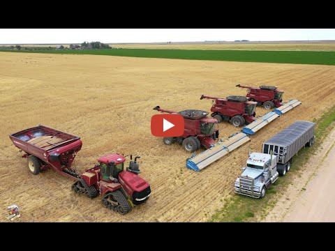 Poss Farms near Hugo Colorado. Harvest 2020 winter wheat crop with 3 ...