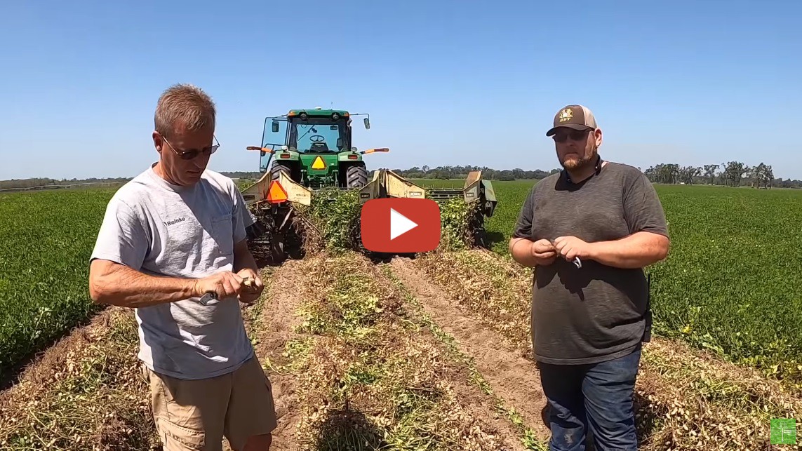 Field Rows - Plowing, Digging, Inverting and turning the peanuts upside ...