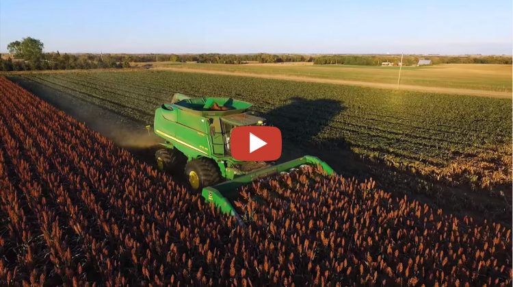 Doug Armknecht -- Harvesting grain sorghum (milo) on the Sasse family ...