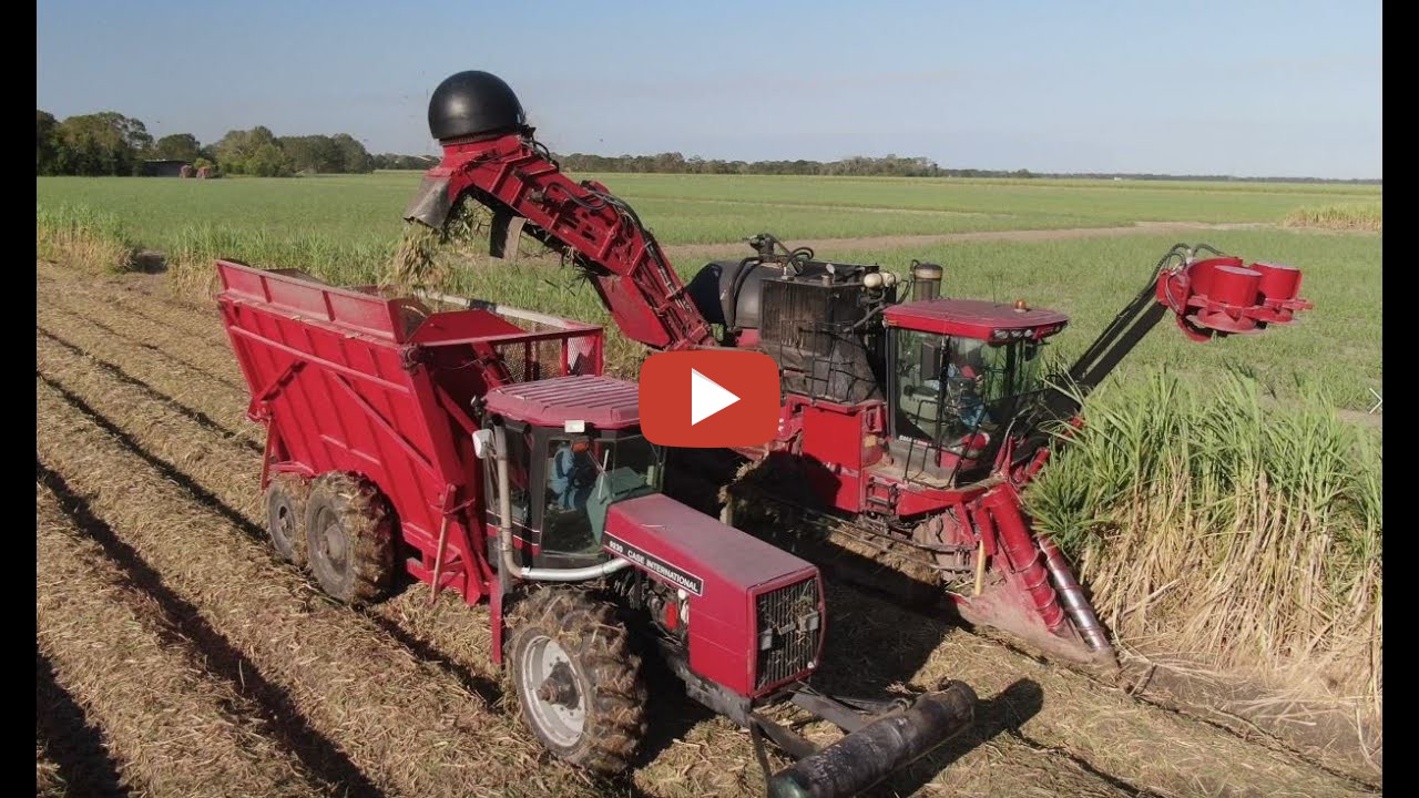 Harvesting sugarcane near Jeanerette, Louisiana USA. Case IH 8800 Cane ...