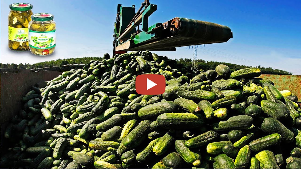 Cucumber harvest with John Deere equipment- How Pickles are made ...