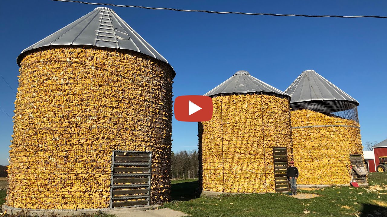 Picking Corn and drying it in the crib.. It feed for the cows ...