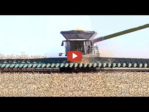 The world seconde largest Corn Header -27 Row Header - Claas lexion 8880
