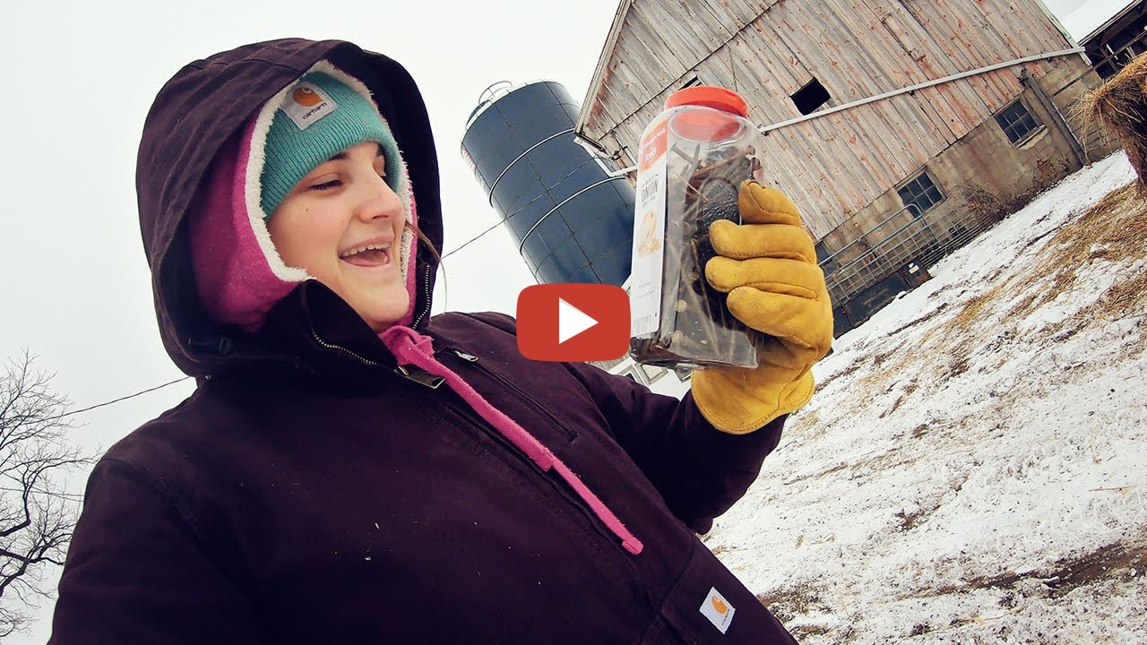 *How Farms Work - Hannah Fixes Her Feedlot - Hannah borrowed a camera ...