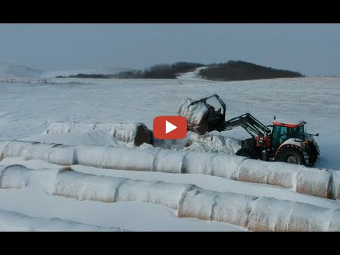 Battling -40 and Snow Drifts! Sheep Have to Eat! - I'm using AGCO RT120 ...