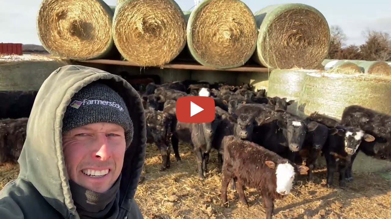 Farmer Derek on the farm.Feeding Cattle Below Zero - It has gotten ...