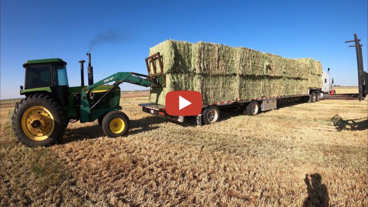 Conley Banman 2021 - Stacking hay bales that we baled overnight - John ...