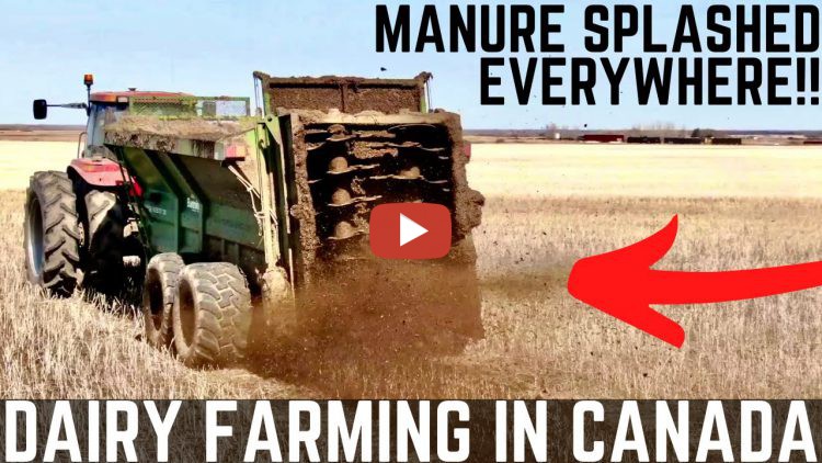It is Spring!! Moving the slop out the corrals -- Cinematic Manure ...