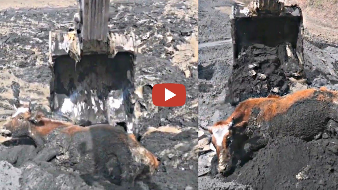 Excavator saves cow from mud ..He was so tired from fighting to survive ...
