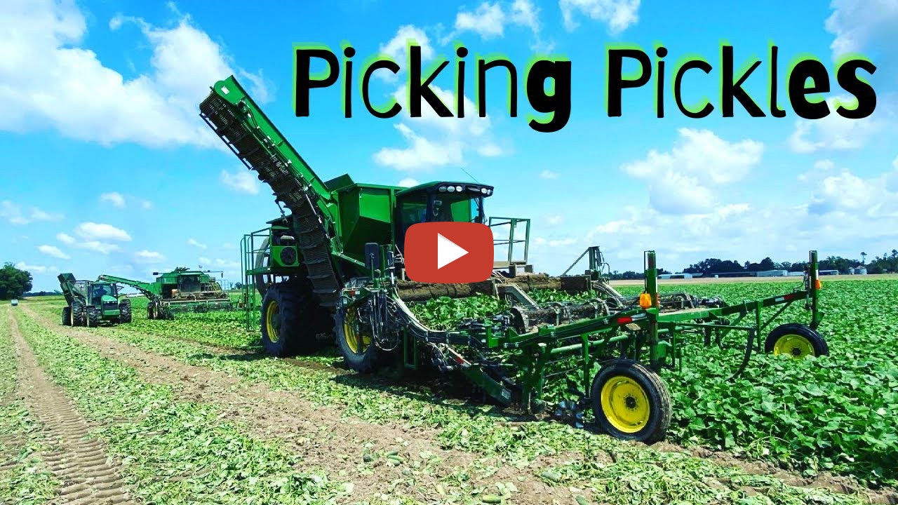 Florida Cucumber Harvest -- Time to pick the cucumbers so we can plant ...