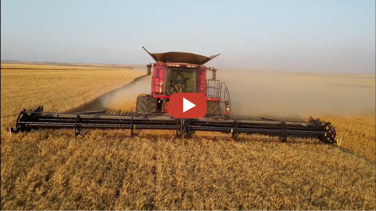 *Jeff Paplow harvesting cutting wheat in Anton, Colorado 2021 . Case ih ...
