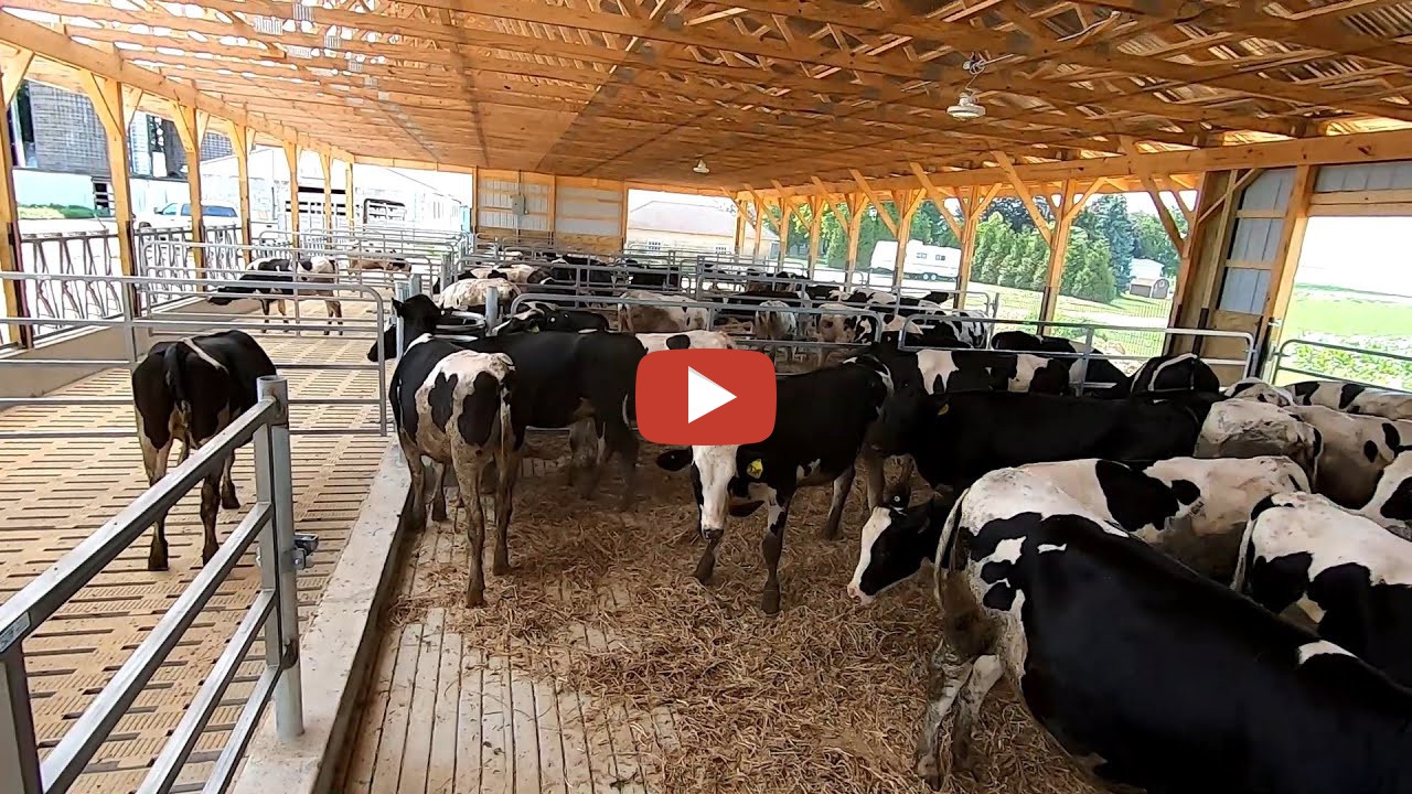 Moving Cattle into Brand New Barn.. Its a very exiting day ...