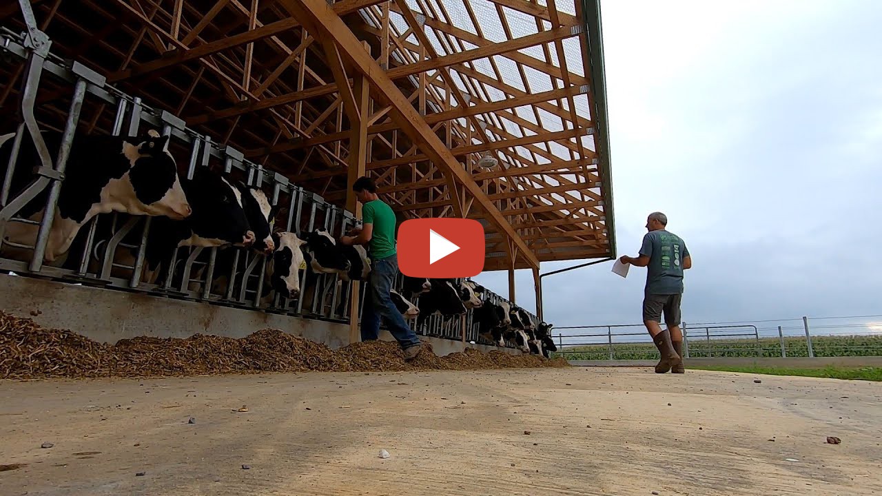 A Day of Farm Work - Feeding cows, vaccinating heifers, finishing demo ...