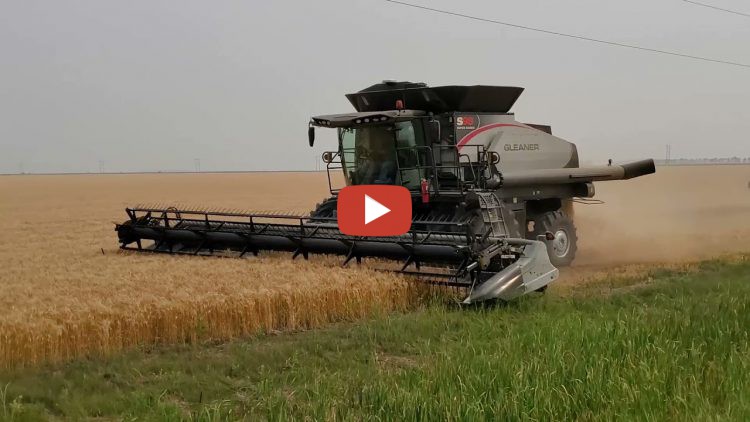 Gleaner S98 Spring Wheat Harvest 2021 - Two new Gleaner S98 Transverse ...