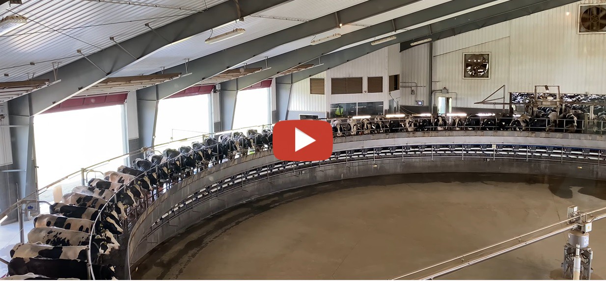 Laura Farms -- Sunnyside Farms in New York the are milking 5000 cows ...