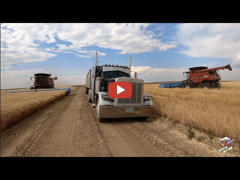 Mike Less - Farmhand Mike -2021- The Best Wheat Harvest Video on ...