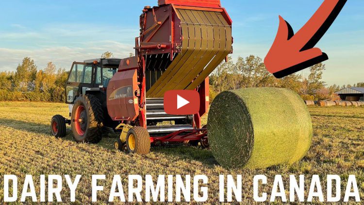 Baling The Perfect Alfalfa Hay!! With a Case ih and New Holland baler ...