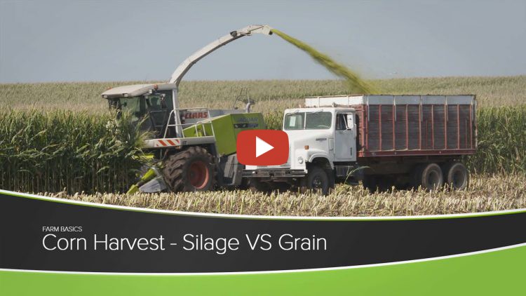Corn Harvest - Silage vs. Grain - Brian and Darren Hefty explain the ...