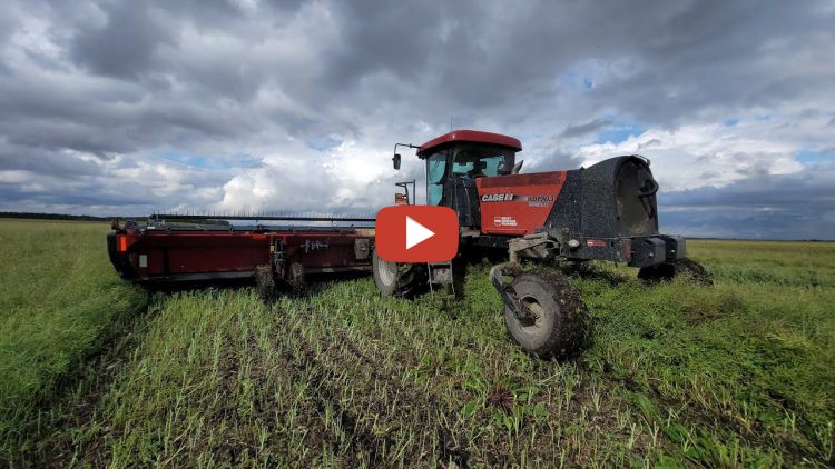 Mike Mitchell - Ashtyn has swathing. She is swathing down our canola up ...
