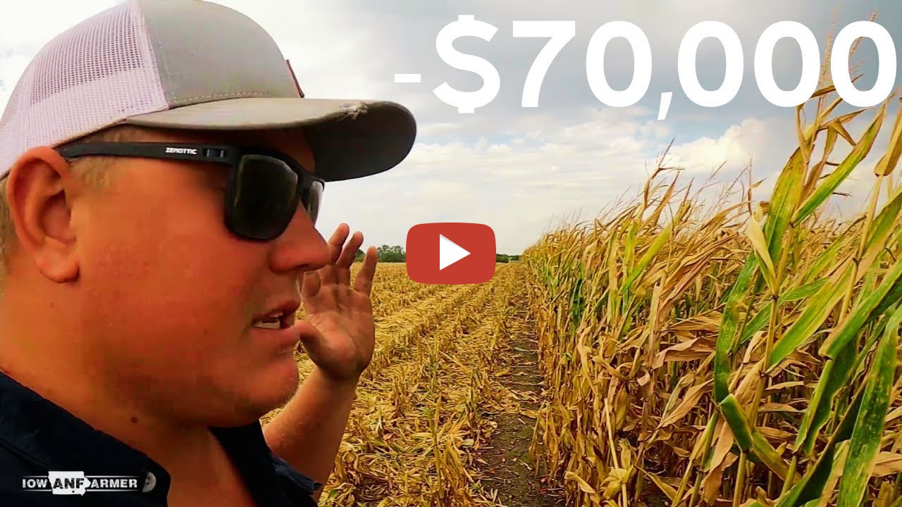 HAIL Costs an Iowa Farmer $70,000 - We harvest some of the hail-damaged ...