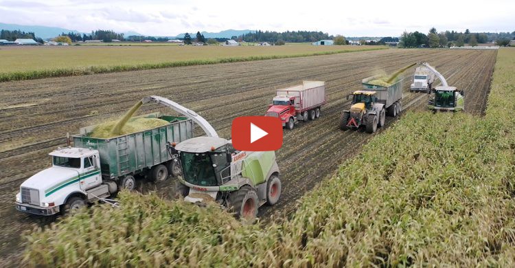 Kooistra Custom Chopping in Bow, WA - 2 CLAAS Forage Harvesters, 2 JCB ...