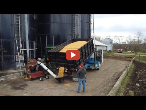 Combining more high moisture corn and unloading it into the silo with ...