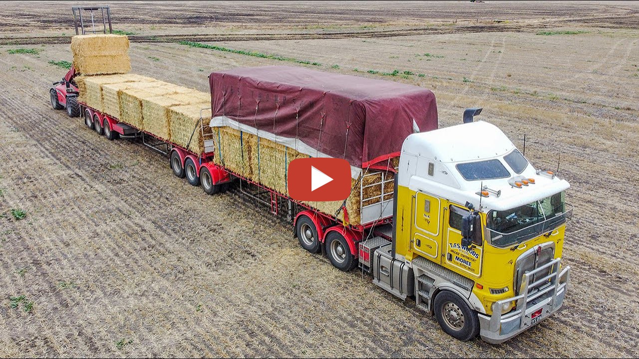 Australia -- Collection of straw as well as the harvest of canola seed ...