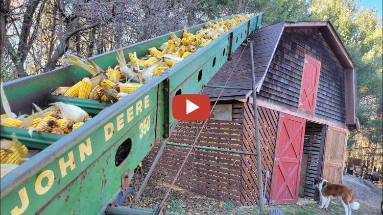 Fall 2021 John Deere corn picking and filling crib - It was a great day ...