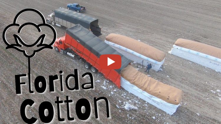 Field Rows -- How do massive bricks of cotton weighing ton's get from ...