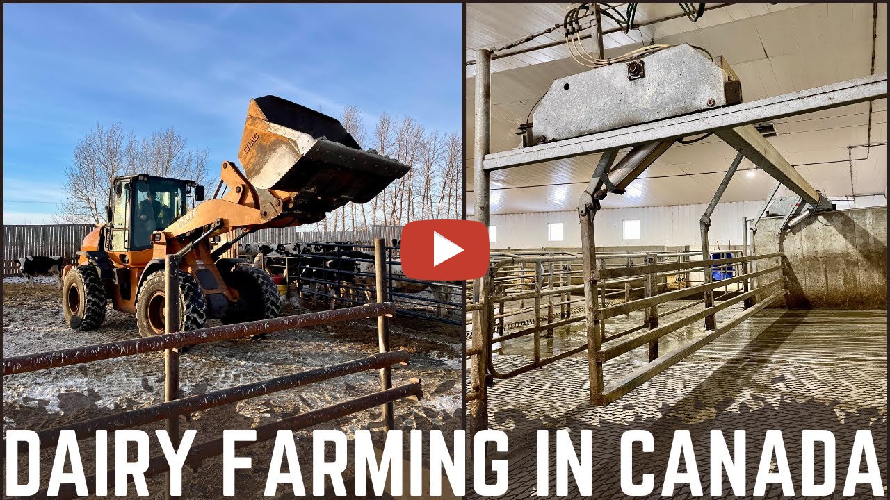 SaskDutch Kid - Manure Build up in Corrals and Maintenance on Crowd ...