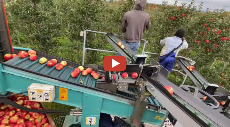 Kate's Ag - Farm to Fashion - Apple Harvest!! Family Farming 2022. I ...