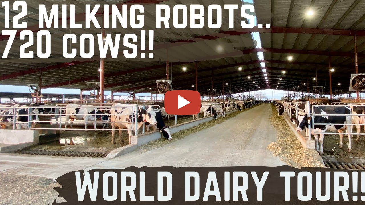 SaskDutch Kid- Jan is visiting a New Dairy Farm (720 cows) with 12 Lely ...