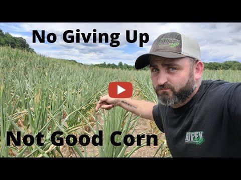 Corn Failed But Duffy AG Will Continue. We look at the lack of moisture ...
