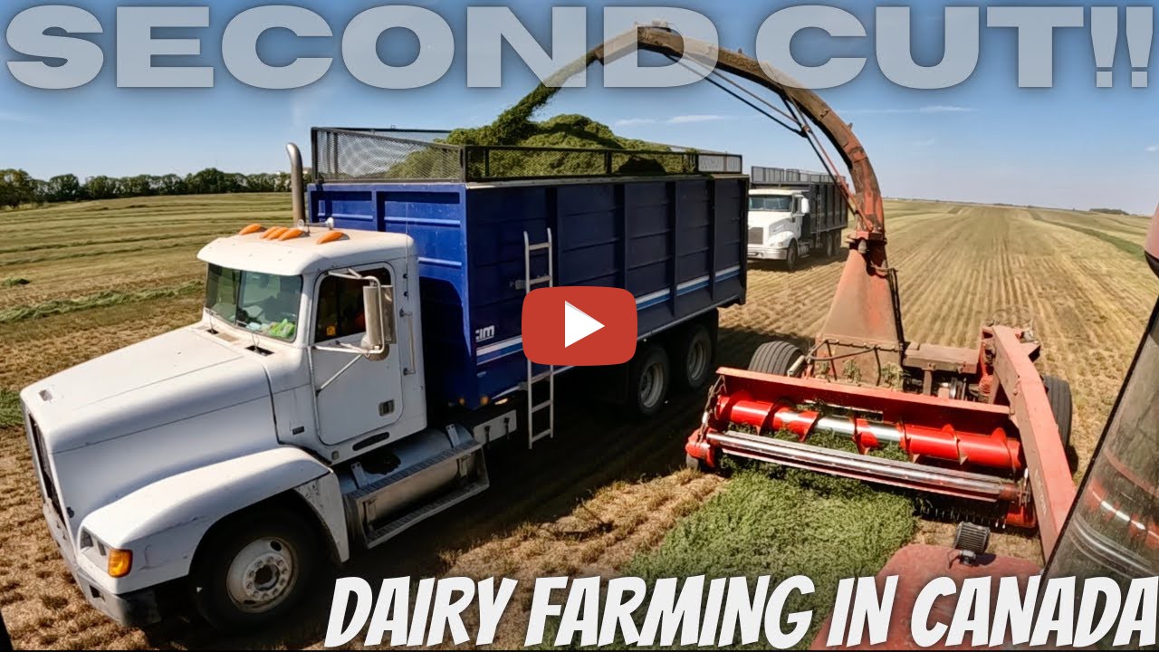SaskDutch Kid -- Second Cut Alfalfa and Fall Preperation! A Case ih ...