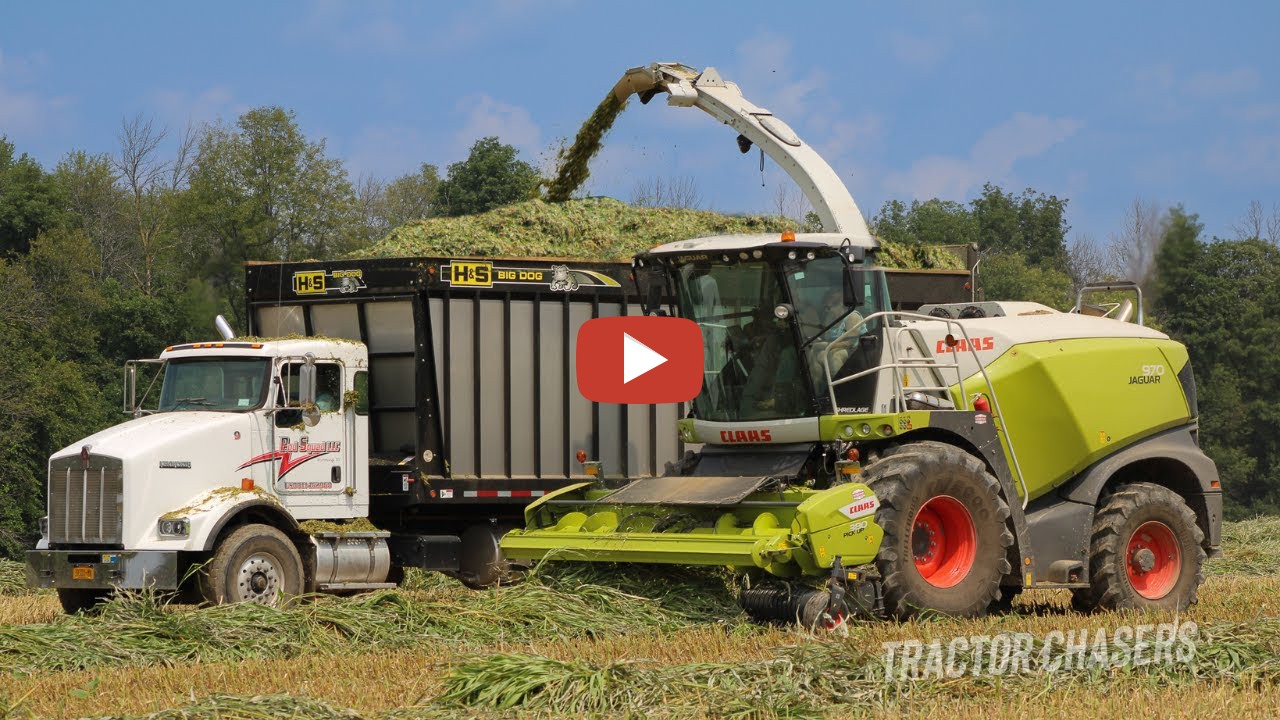 Sorghum Chopping with a Claas 970 Forage Harvester. 2022 Chopping, merging and packing a harvest ...