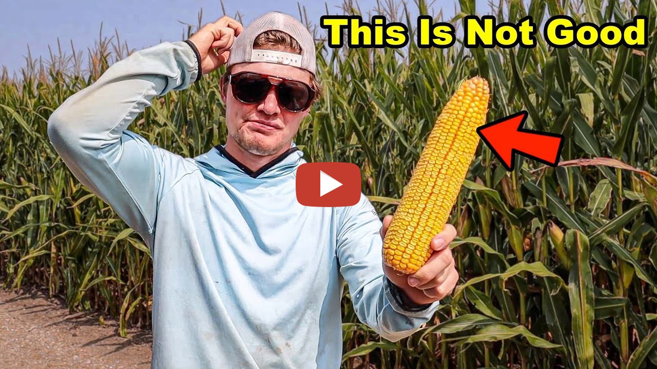 Cole The Corn.......Our Farm Could Lose $280,000 - The daily challenges ...