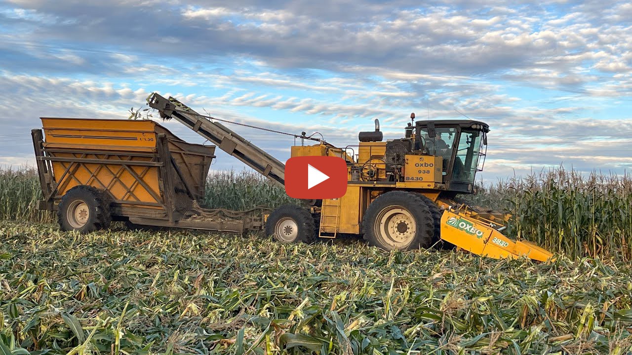 Picking Organic Sweet Corn - Oxbo. The canning crew came by for picking ...