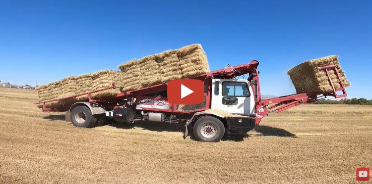 Father-In-Law Saves The Day -Baling, raking and collect..... Stinger? I ...