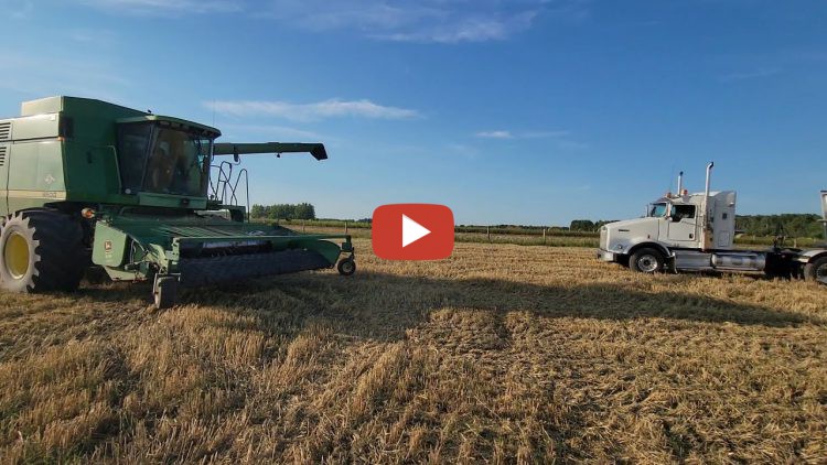Sunk The Grain Truck. What to do now..... Combining Barley with a John ...