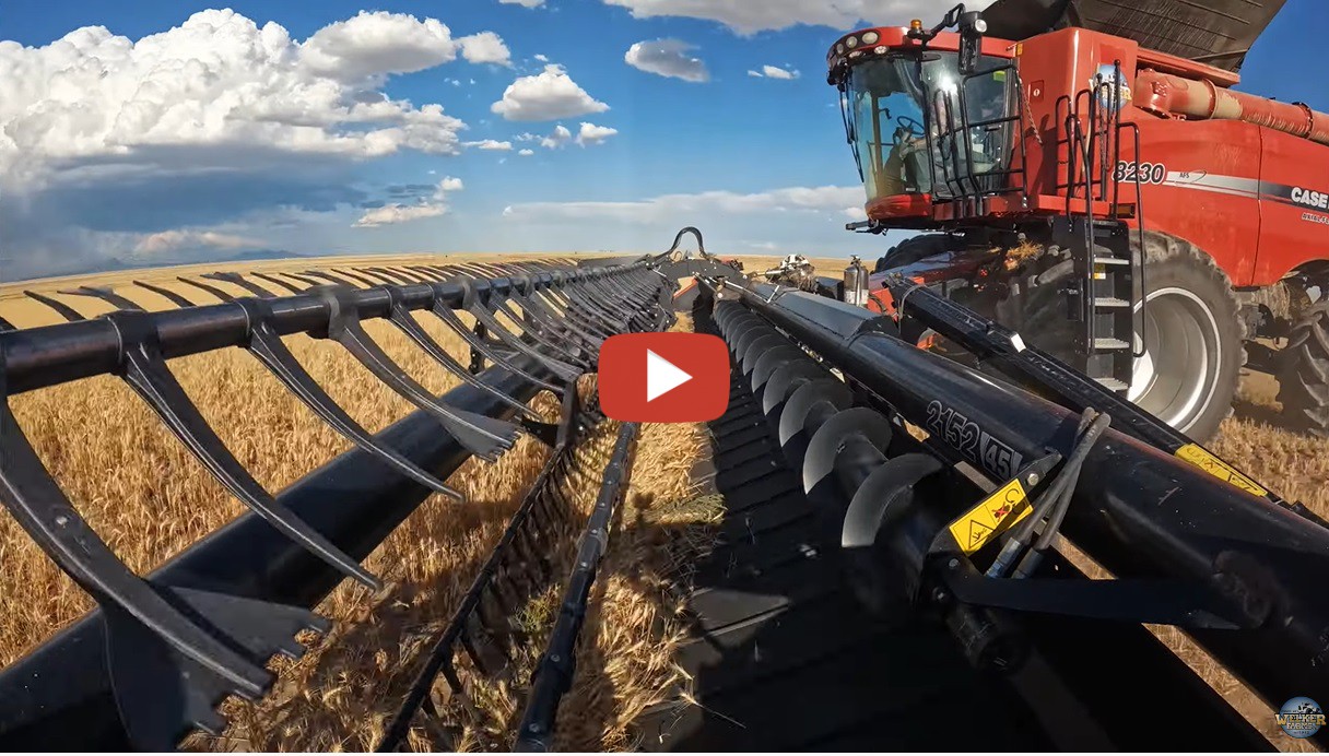 Welker Farms -- A Closer Look At The Hail Damage but harvest is going ...