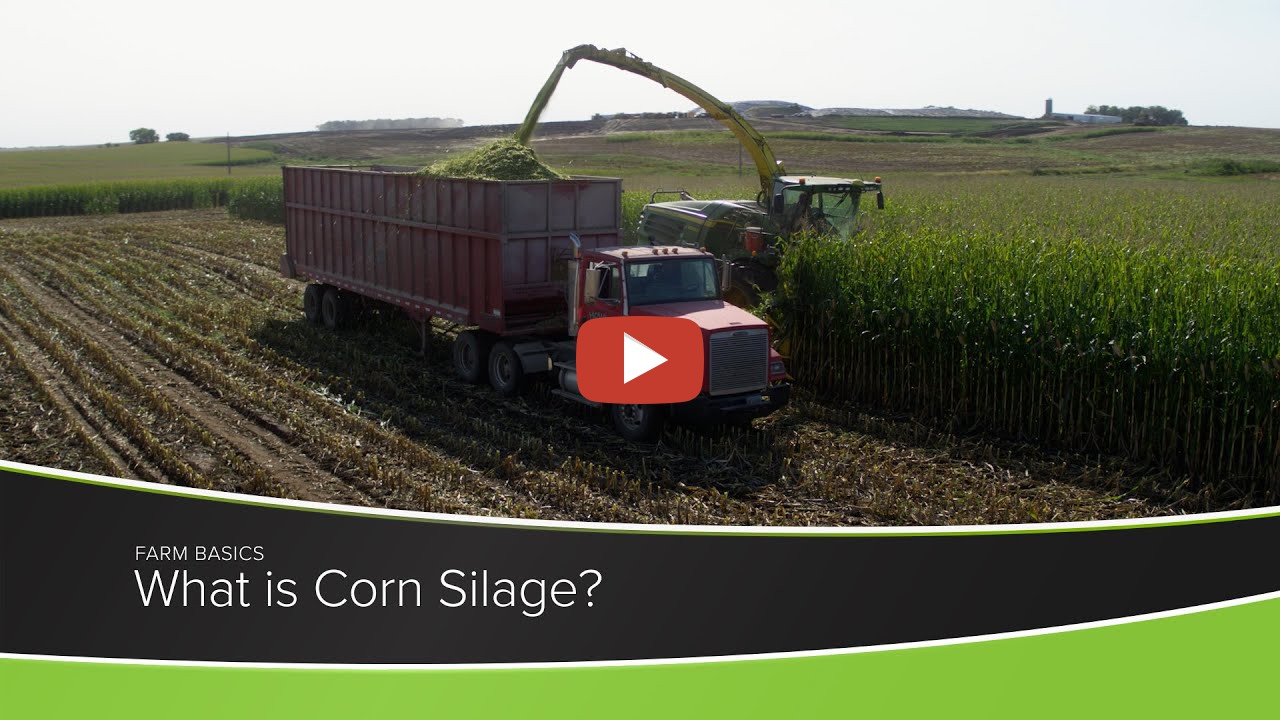What is Corn Silage? Harvesting only the grain is vastly different than ...