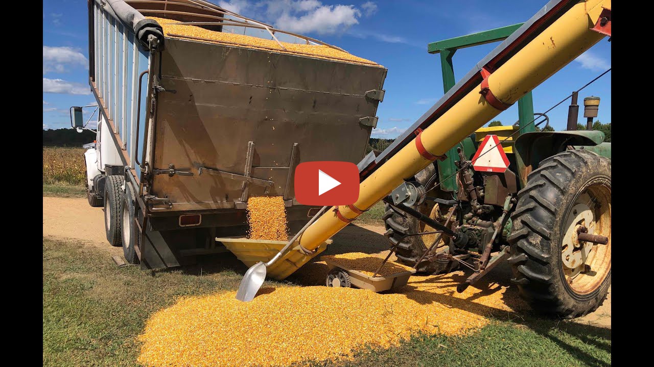 Don't Cry over Spilled Corn -- Corn harvest continues with a couple ...