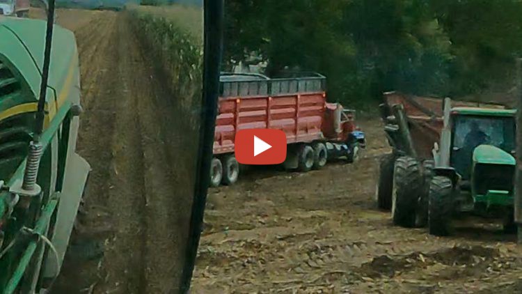 Harvest 2022 on full speed.....4 Mas Silage trailers -- Installing corn ...
