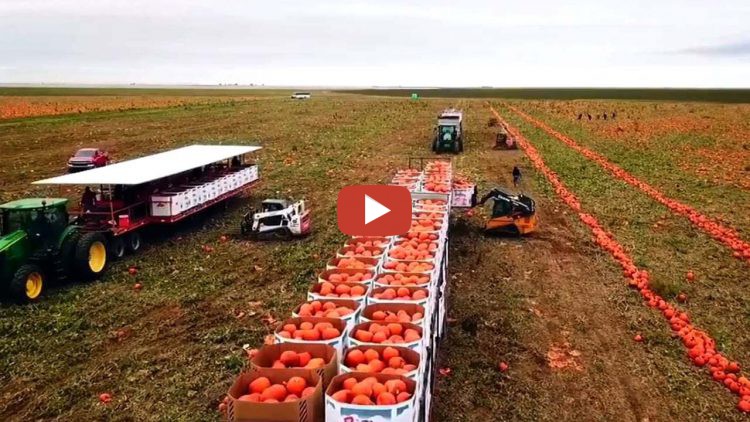 How To Produce 1,1 Billion Pounds Of Pumpkins In America - American ...
